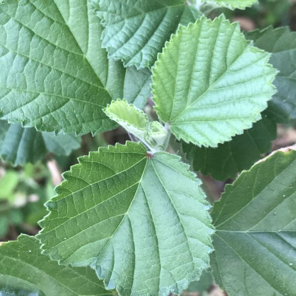 Sida rhomboidea | Country mallow | Kurunthotti - Green Cover Initiative