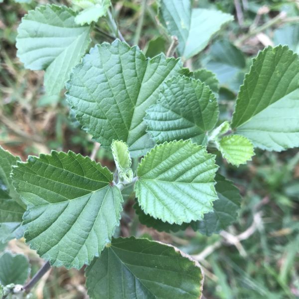 Sida rhomboidea | Country mallow | Kurunthotti - Green Cover Initiative