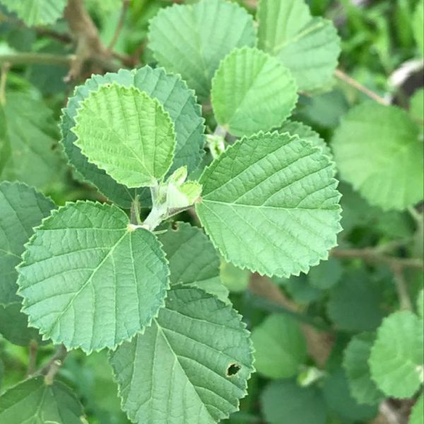 Sida rhomboidea | Country mallow | Kurunthotti - Green Cover Initiative