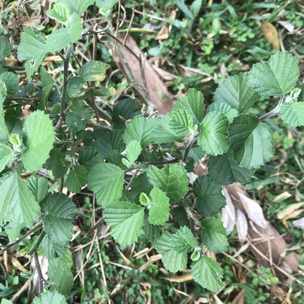 Sida rhomboidea | Country mallow | Kurunthotti - Green Cover Initiative