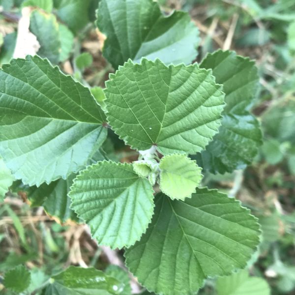 Sida rhomboidea | Country mallow | Kurunthotti - Green Cover Initiative