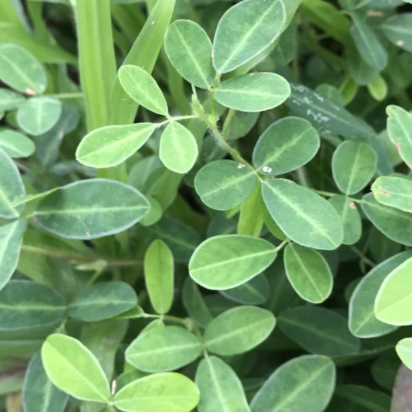 Grona triflora | Creeping tick trefoil - Indian weeds | Wild plants