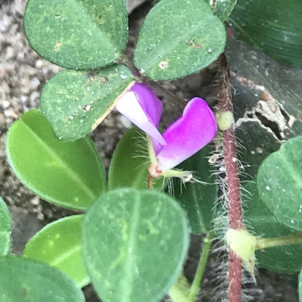 Grona triflora | Creeping tick trefoil - Indian weeds | Wild plants