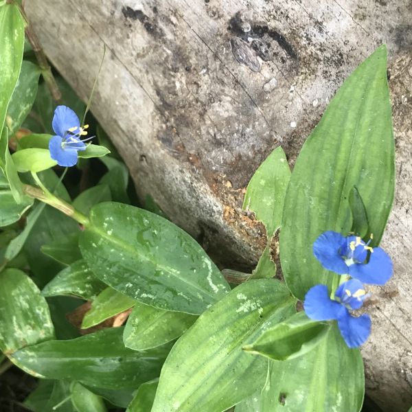 Commelina diffusa | Climbing dayflower - Wild plants - Green Cover ...