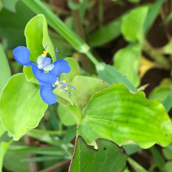 Commelina diffusa | Climbing dayflower - Wild plants - Green Cover ...