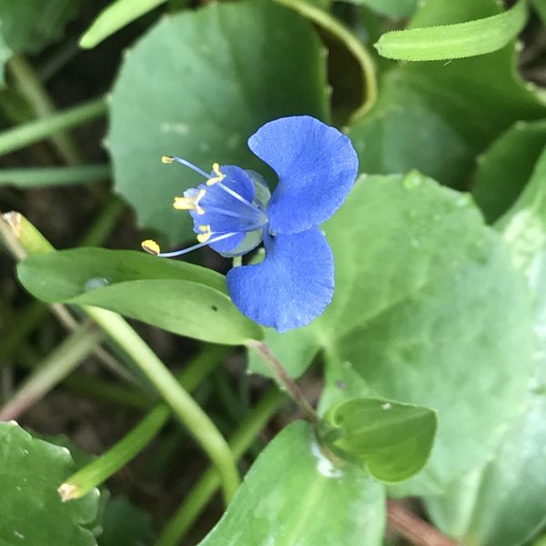 Commelina diffusa | Climbing dayflower - Wild plants - Green Cover ...