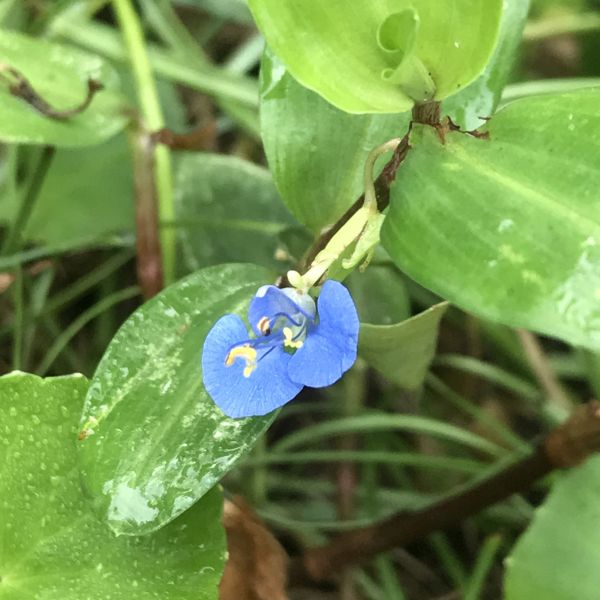 Commelina diffusa | Climbing dayflower - Wild plants - Green Cover ...
