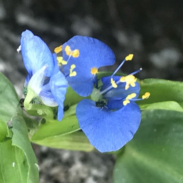 Commelina diffusa | Climbing dayflower - Wild plants - Green Cover ...