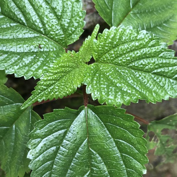 Tragia involucrata | Indian stinging nettle - Green Cover Initiative