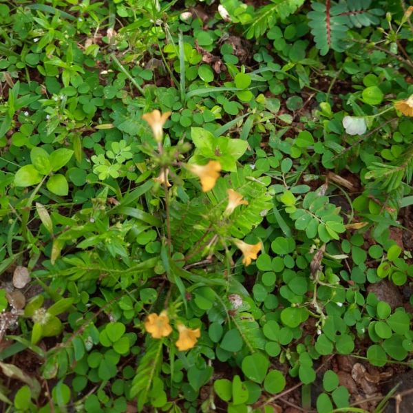 Biophytum sensitivum | Little tree plant | Mukkutti - Green Cover ...