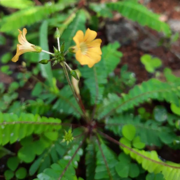 Biophytum sensitivum | Little tree plant | Mukkutti - Green Cover ...