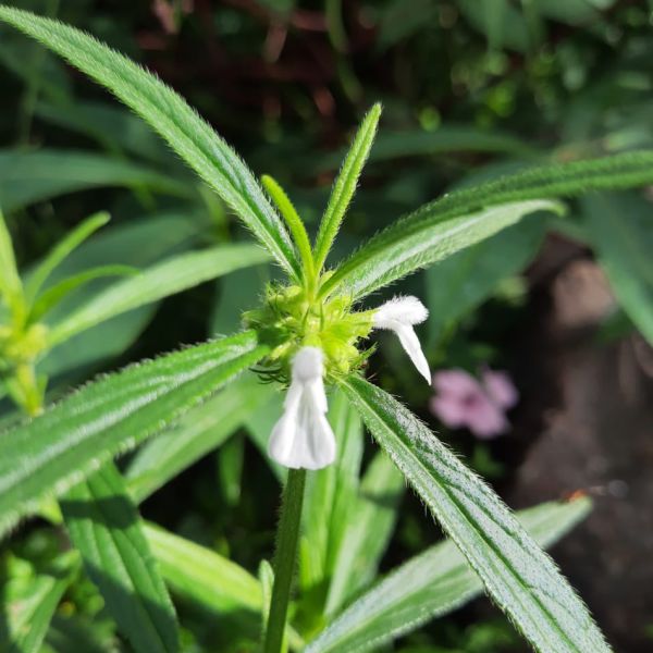 Leucas Aspera | Thumbapoovu | Thumba – Indian Medicinal Plants