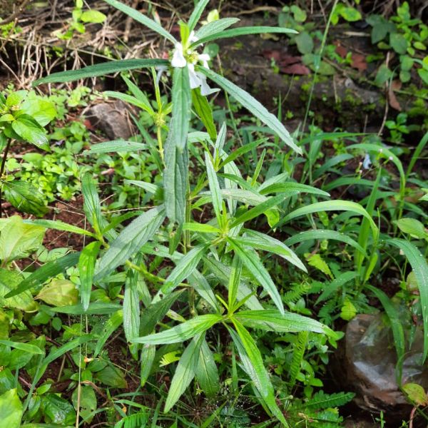 Leucas Aspera | Thumbapoovu | Thumba – Indian Medicinal Plants