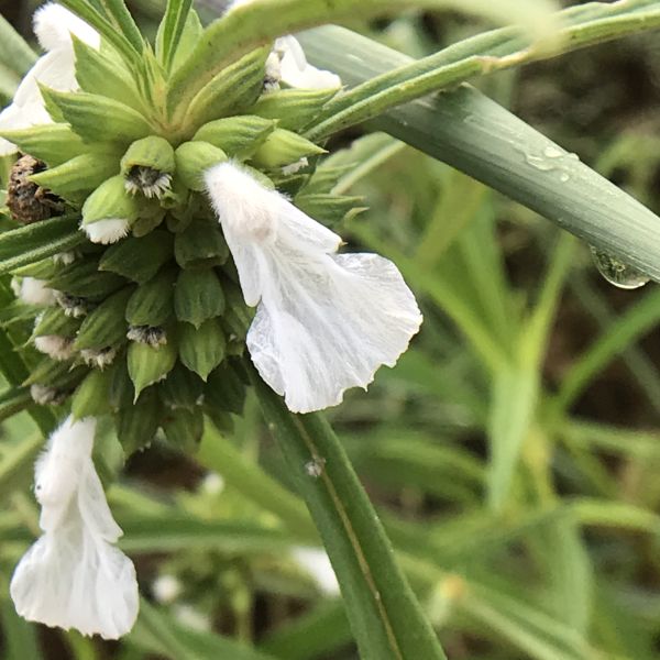 Leucas Aspera | Thumbapoovu | Thumba – Indian Medicinal Plants