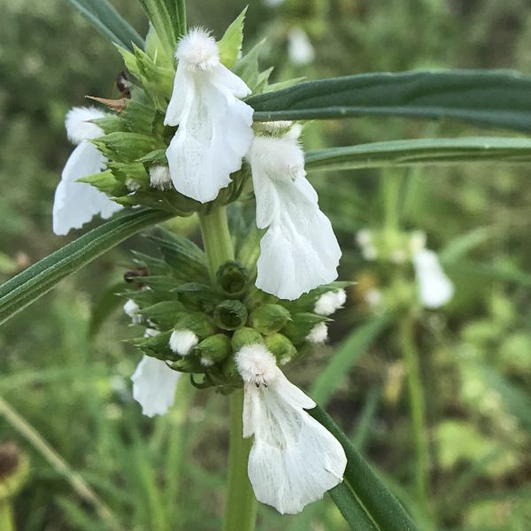 Leucas Aspera | Thumbapoovu | Thumba – Indian Medicinal Plants