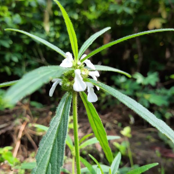 Leucas Aspera | Thumbapoovu | Thumba – Indian Medicinal Plants