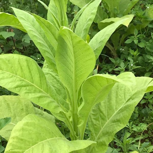 Nicotiana tabacum | Tobacco plant - Green Cover Initiative