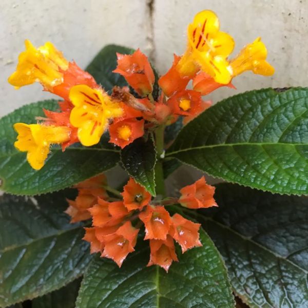 Chrysothemis pulchella | Sunset bells - Green Cover Initiative