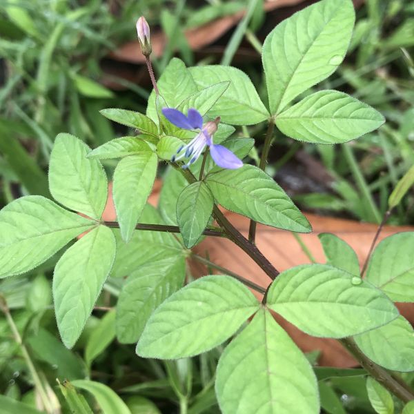Cleome rutidosperma | Fringed spider flower - Green Cover Initiative