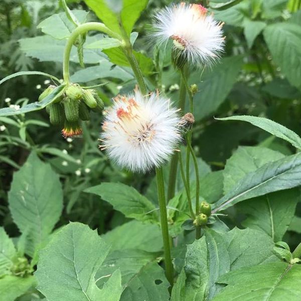 Crassocephalum crepidioides | Red flower ragweed - Green Cover Initiative