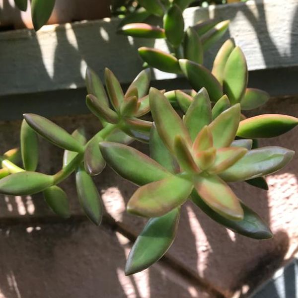 Sedum Adolphii | Gold sedum | Golden glow - Green Catalog from GCI