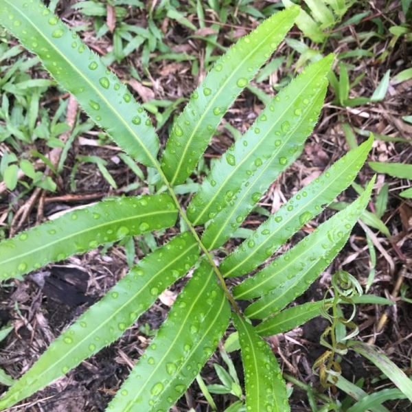 Stenochlaena palustris | Climbing fern - Green Cover Initiative