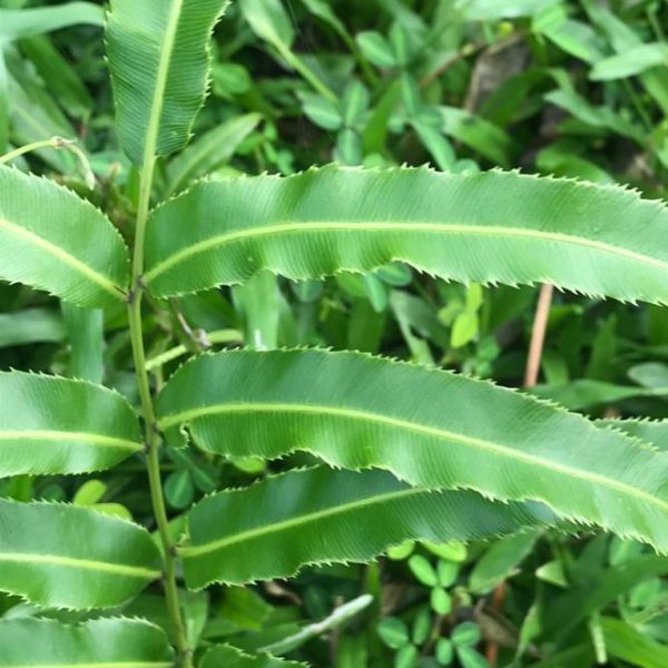 Stenochlaena palustris | Climbing fern - Green Cover Initiative