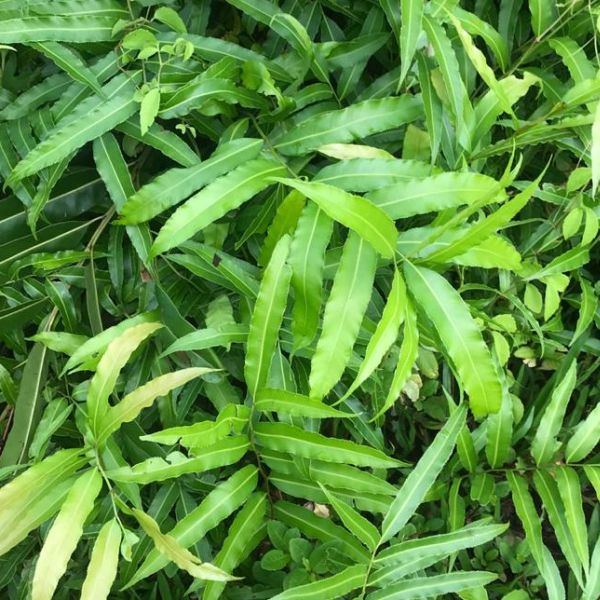 Stenochlaena palustris | Climbing fern - Green Cover Initiative