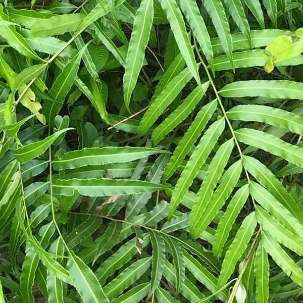 Stenochlaena palustris | Climbing fern - Green Cover Initiative