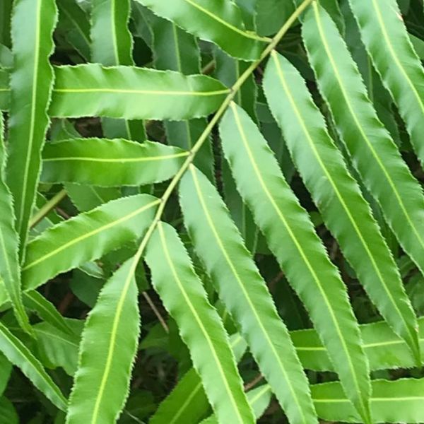 Stenochlaena palustris | Climbing fern - Green Cover Initiative