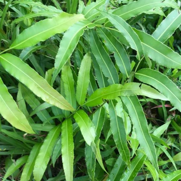 Stenochlaena palustris | Climbing fern - Green Cover Initiative