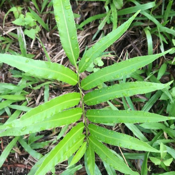 Stenochlaena palustris | Climbing fern - Green Cover Initiative