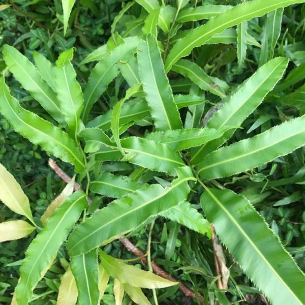 Stenochlaena palustris | Climbing fern - Green Cover Initiative