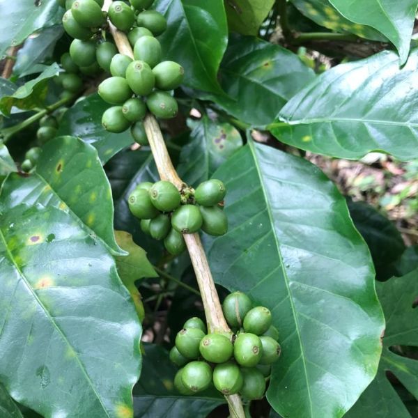 Coffea | Coffee plant - Plant list India - Green Cover Initiative