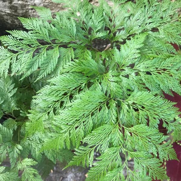 Davallia fejeensis | Rabbit's Foot Fern - Green Cover Initiative