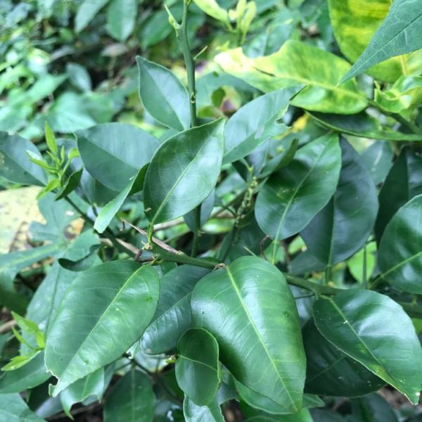 Citrus limon | Lemon | Lime - Green Cover Initiative