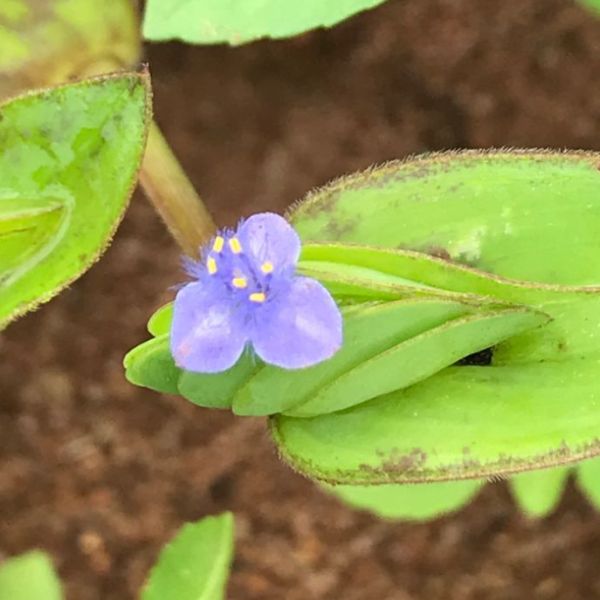 Cyanotis cristata | Crested Cat Ears - Wild plants - Green Cover Initiative