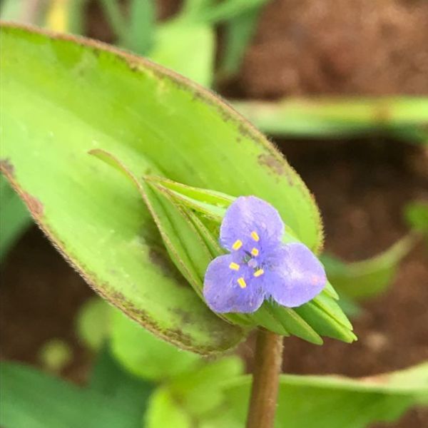 Cyanotis cristata | Crested Cat Ears - Wild plants - Green Cover Initiative