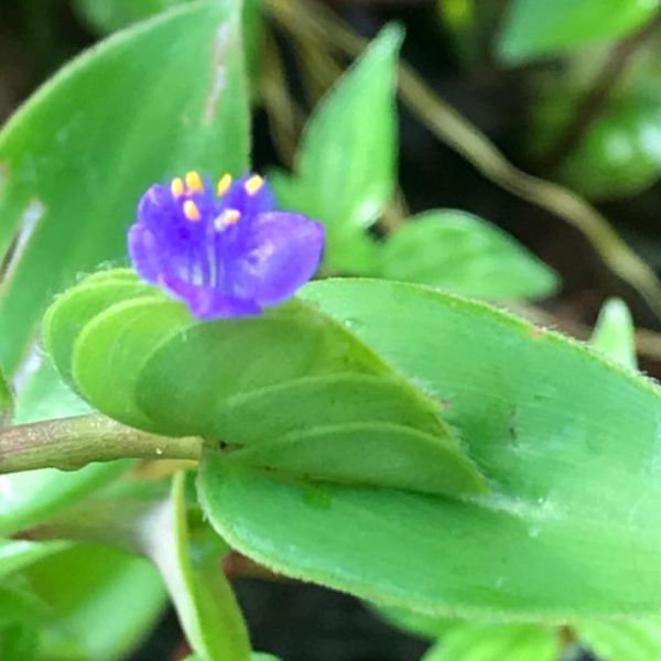 Cyanotis cristata | Crested Cat Ears - Wild plants - Green Cover Initiative