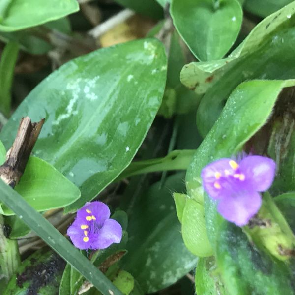 Cyanotis cristata | Crested Cat Ears - Wild plants - Green Cover Initiative