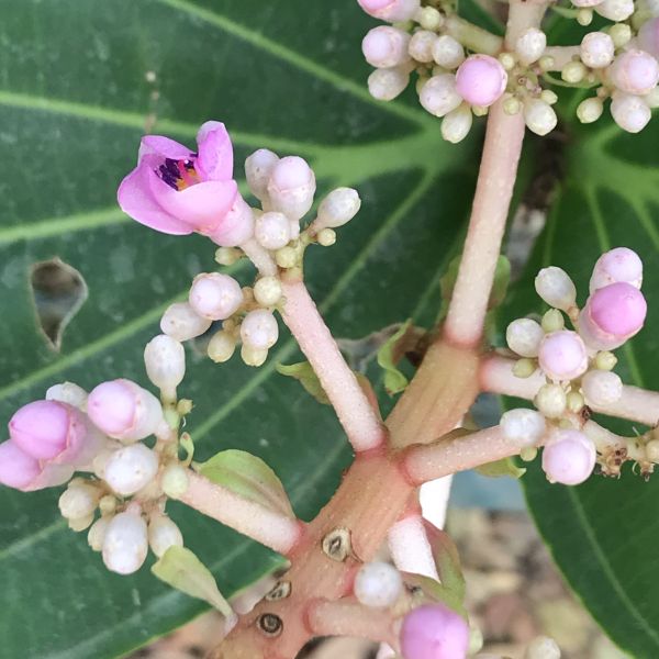 Medinilla cumingii | Chandelier Tree - Green Cover Initiative