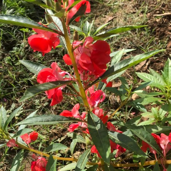 Impatiens Balsamina | Balsam | Rose Balsam | Garden Balsam - GCI