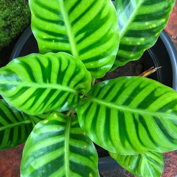 Calathea zebrina | Zebra plant - List of Leafy plants - GCI
