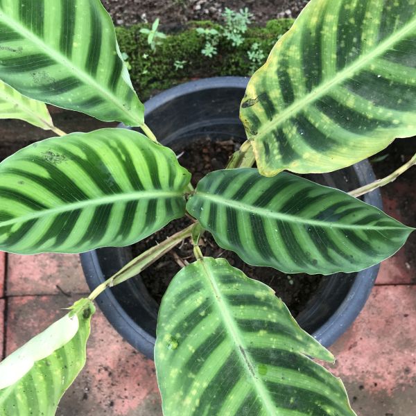 Calathea zebrina | Zebra plant - List of Leafy plants - GCI