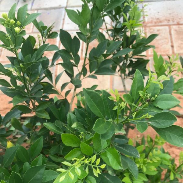 Murraya paniculata | Orange jasmine - Flowering plants