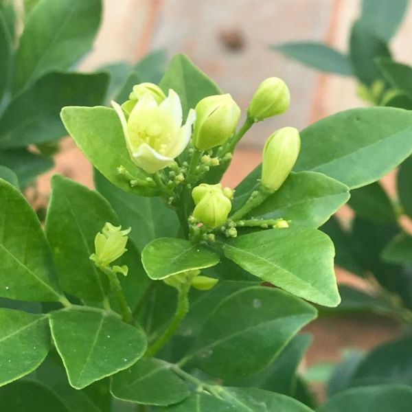 Murraya paniculata | Orange jasmine - Flowering plants
