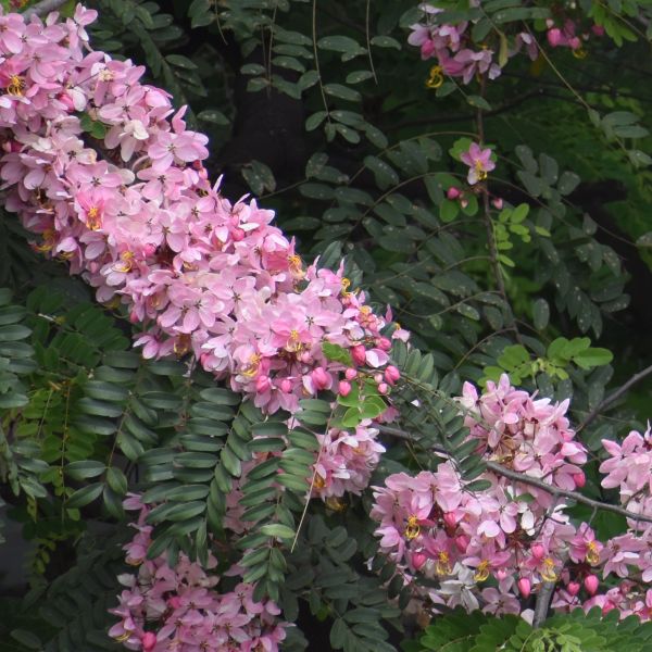 Cassia javanica | Pink shower tree - Green Cover Initiative