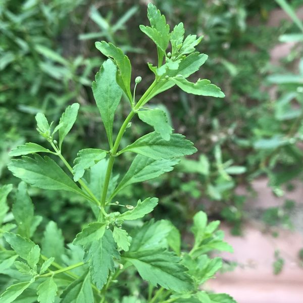 Scoparia dulcis | Sweet broom weed - Wild plants catalog from GCI