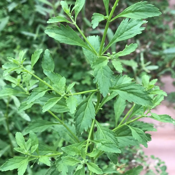 Scoparia dulcis | Sweet broom weed - Wild plants catalog from GCI