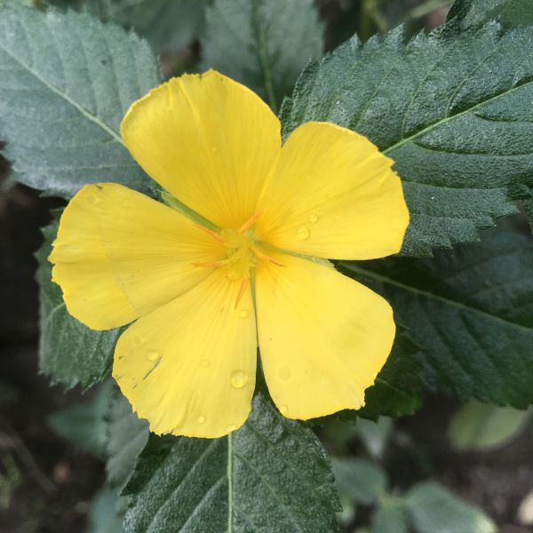 Turnera ulmifolia | Yellow alder - Green Cover Initiative